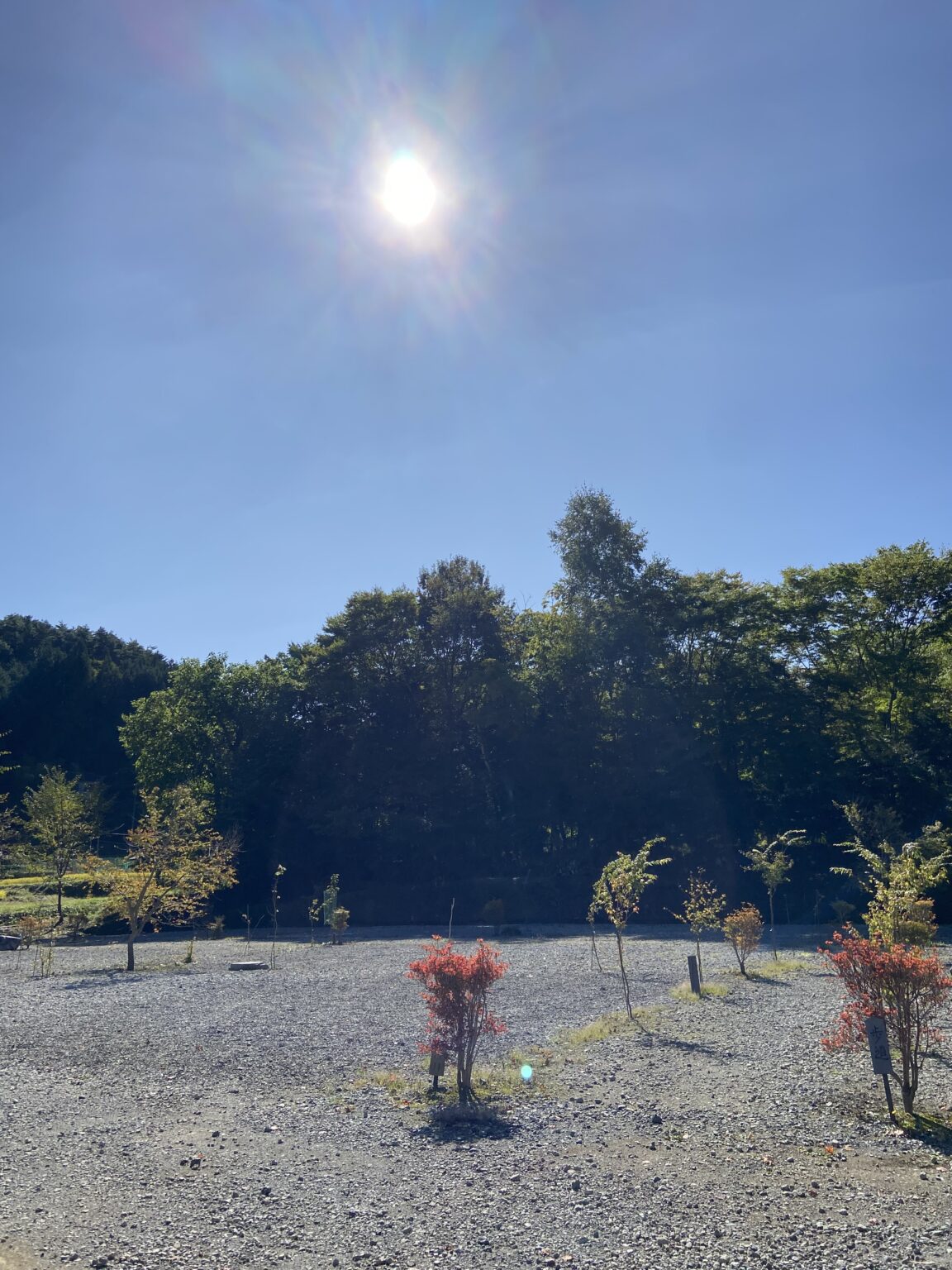 9時17時（クジゴジ）道志オートキャンプ場（2023/10/6-10/7） | SoloSolo